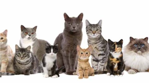 "Gatos Como Mascotas - Beneficios" - El Facultativo