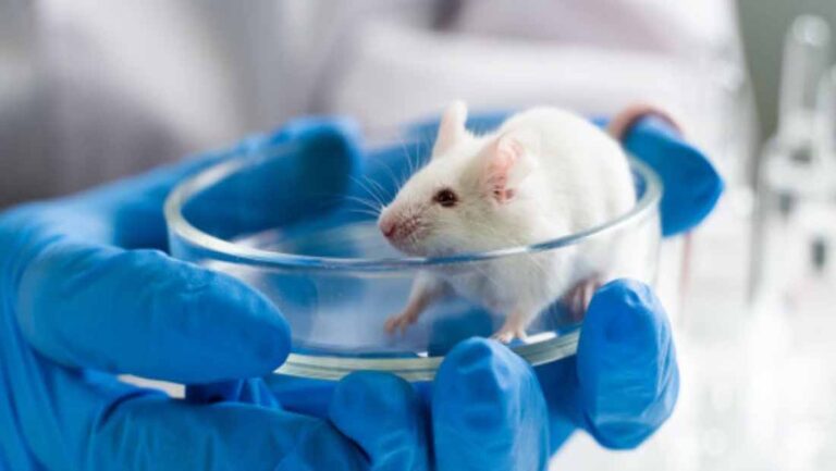 "Animales En La Investigación Explorando Su Papel" - El Facultativo