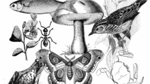 "Taxonomía - Como Comprender La Diversidad De Los Seres Vivos" - El ...