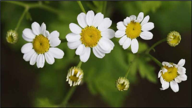 "Altamisa - Sabiduría Ancestral En Beneficio De Tu Salud"